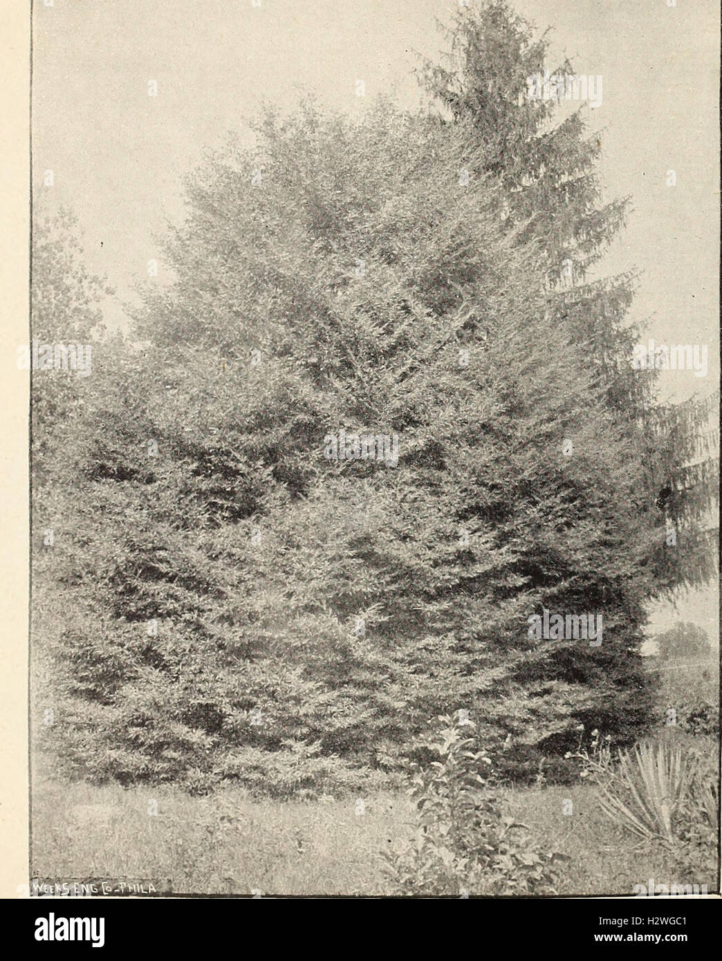This catalog describes a variety of ornamental trees, shrubs, and ...