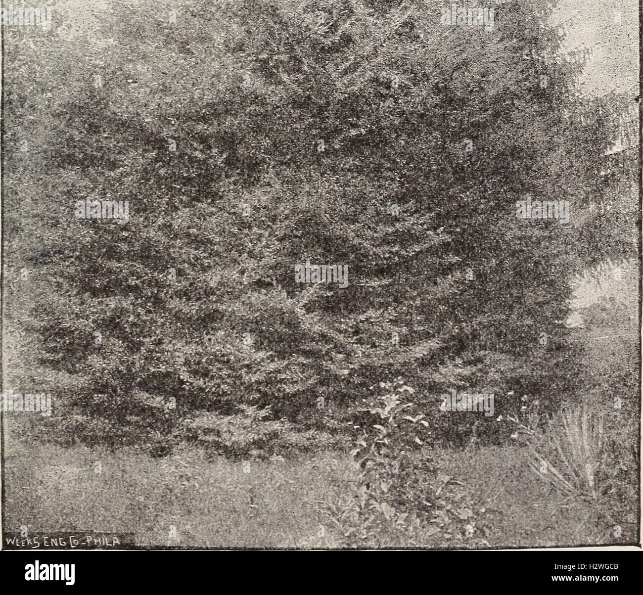 Descriptive catalogue of ornamental trees, shrubs, vines, evergreens ...