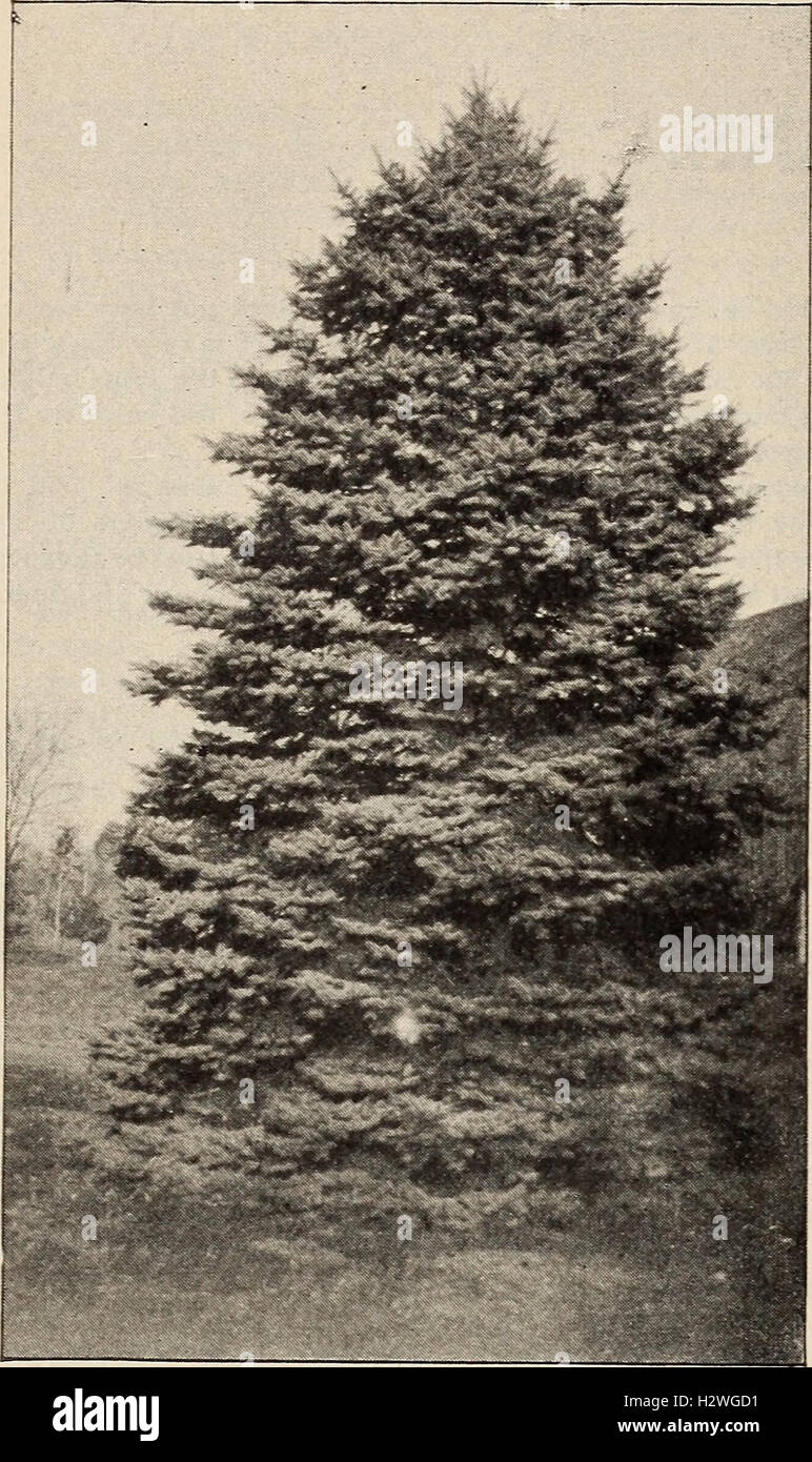 This catalogue provides detailed descriptions of various ornamental ...