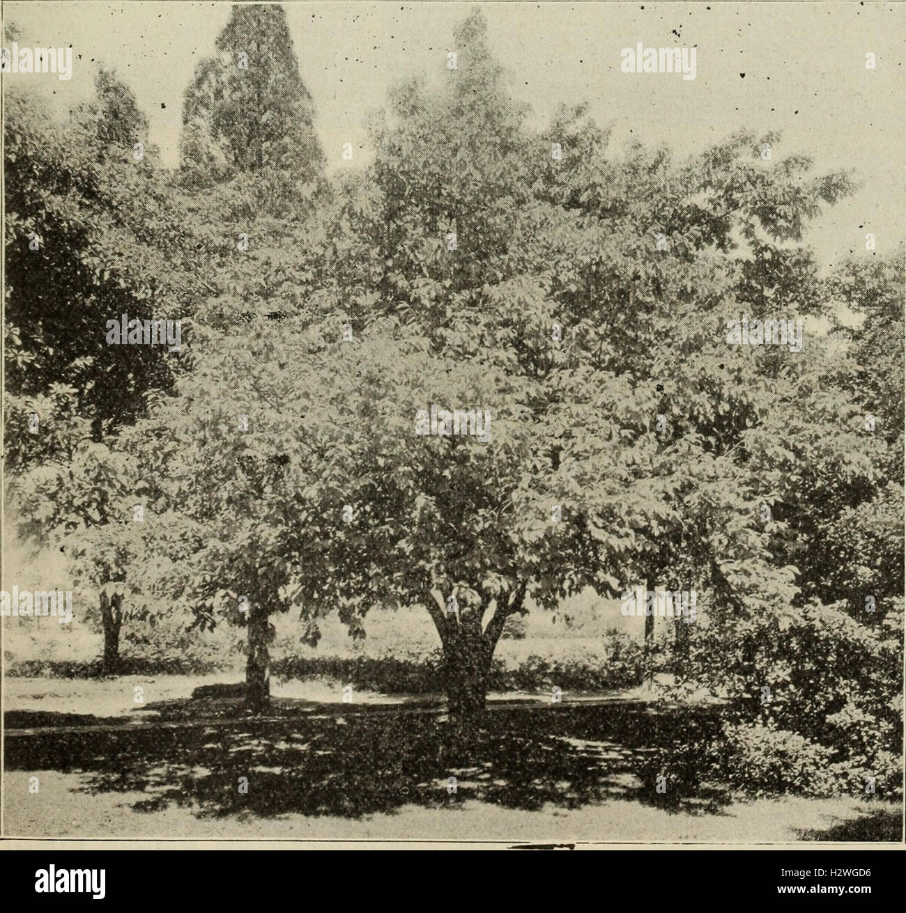 Descriptive catalogue of ornamental trees, shrubs, vines, evergreens ...