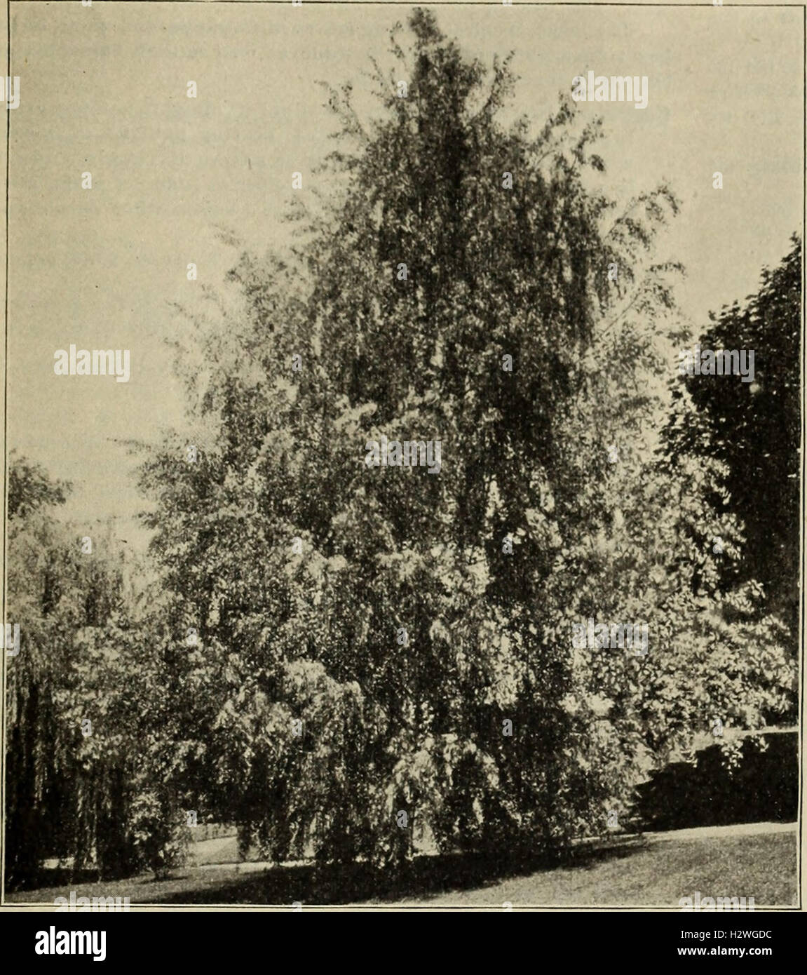 A detailed catalogue showcasing ornamental trees, shrubs, vines ...