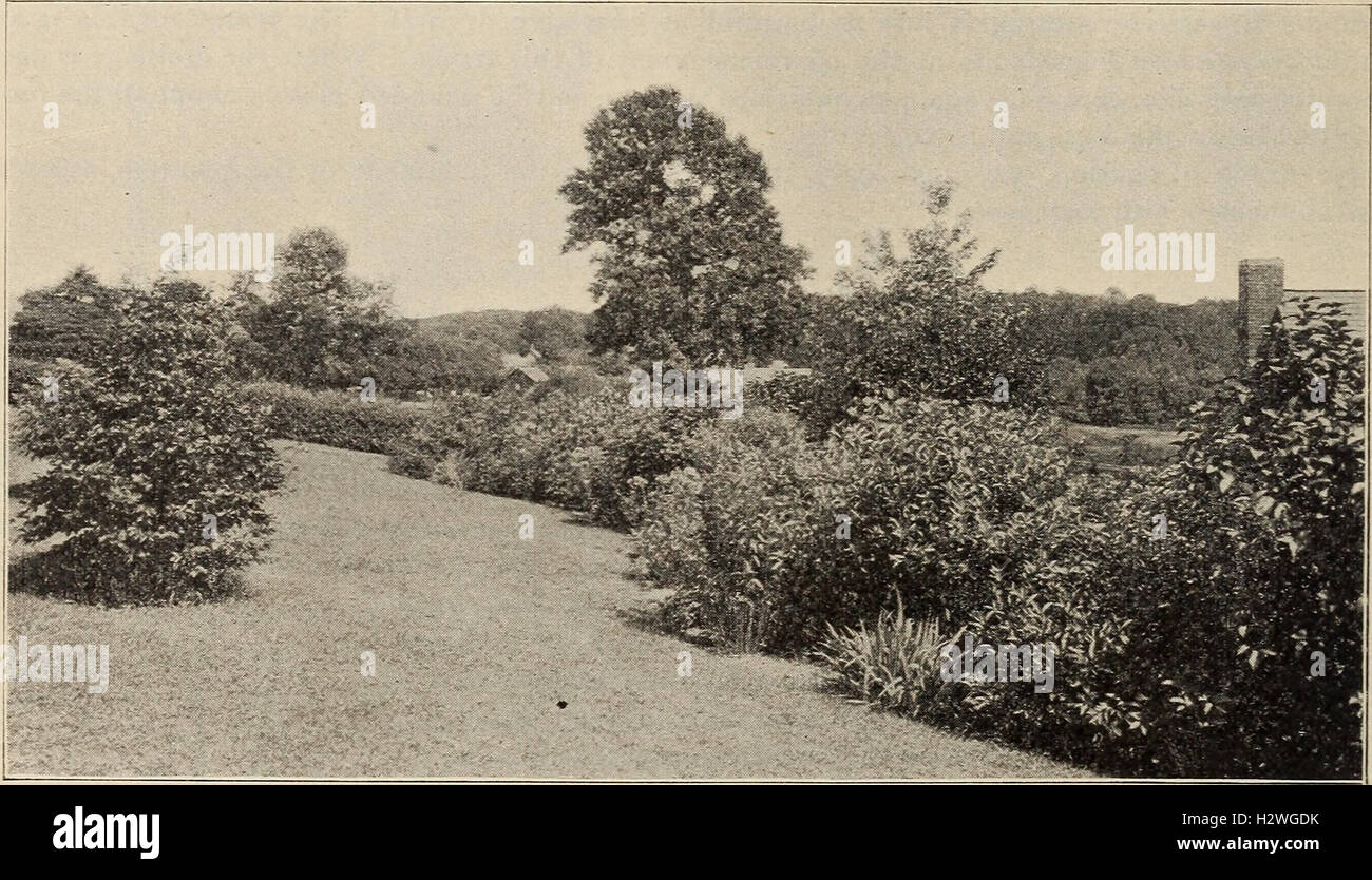 Descriptive catalogue of ornamental trees, shrubs, vines, evergreens ...