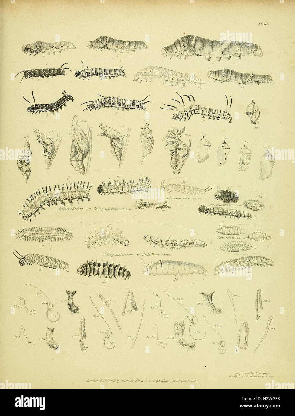 This catalogue provides detailed descriptions of the lepidopterous ...