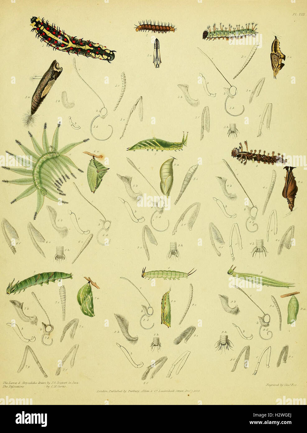 This catalog provides a detailed description of lepidopterous insects ...