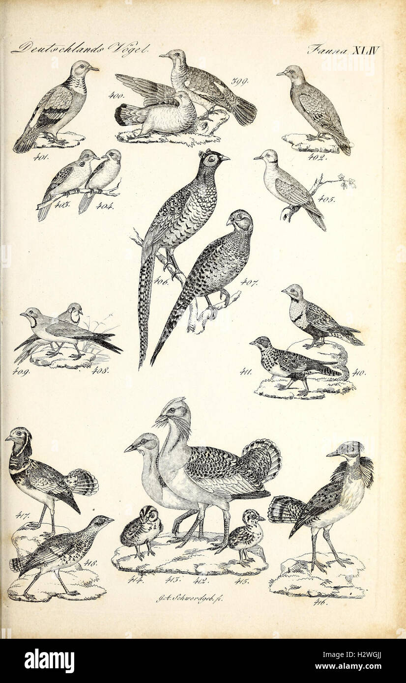 A detailed study of the native fauna of Germany, including various ...