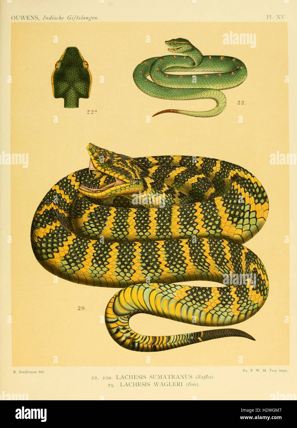 A study on the venomous snakes of the Dutch East Indies, focusing on ...