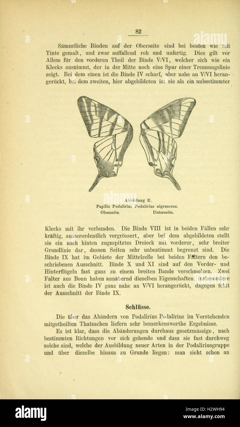 A study on the formation and relationships of butterfly species ...