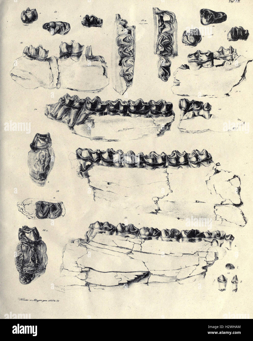 This geological study examines the fossilized teeth and bones found in ...