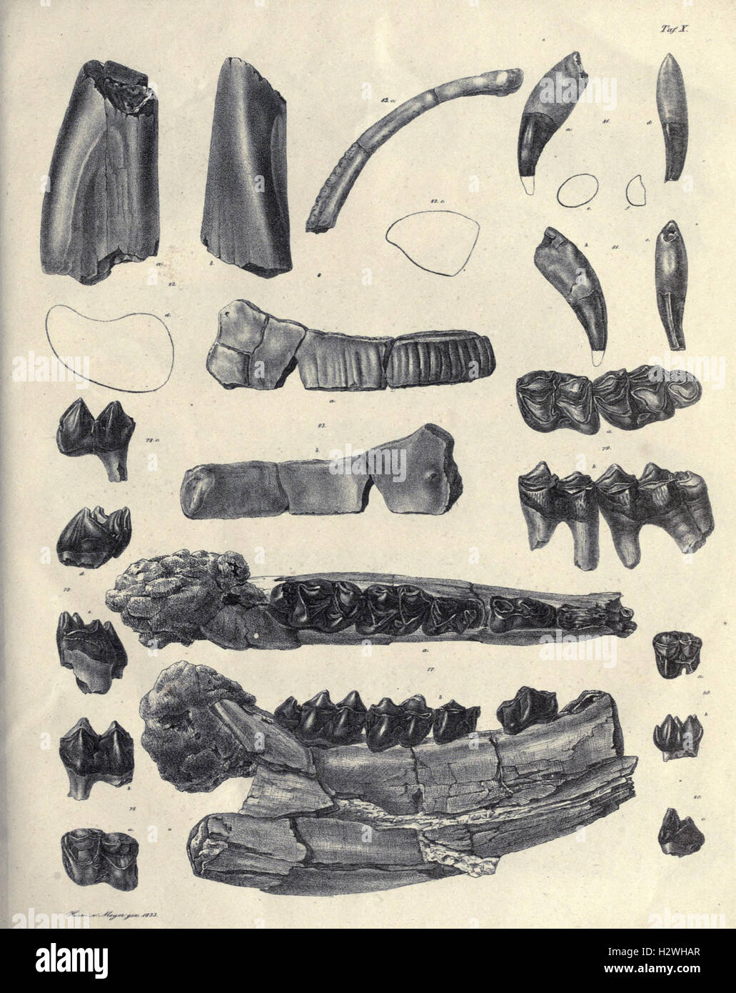 A study of fossilized teeth and bones from the Georgensgmünd region in ...