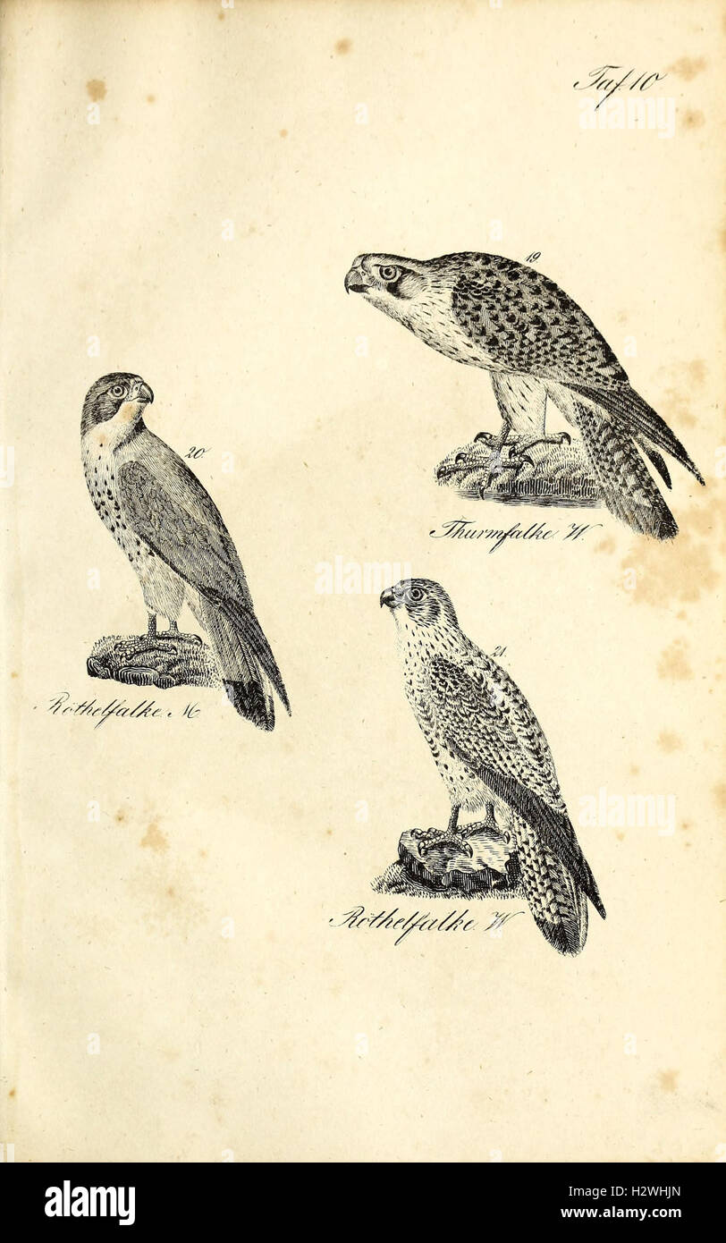 This German work presents natural history with accurate illustrations ...