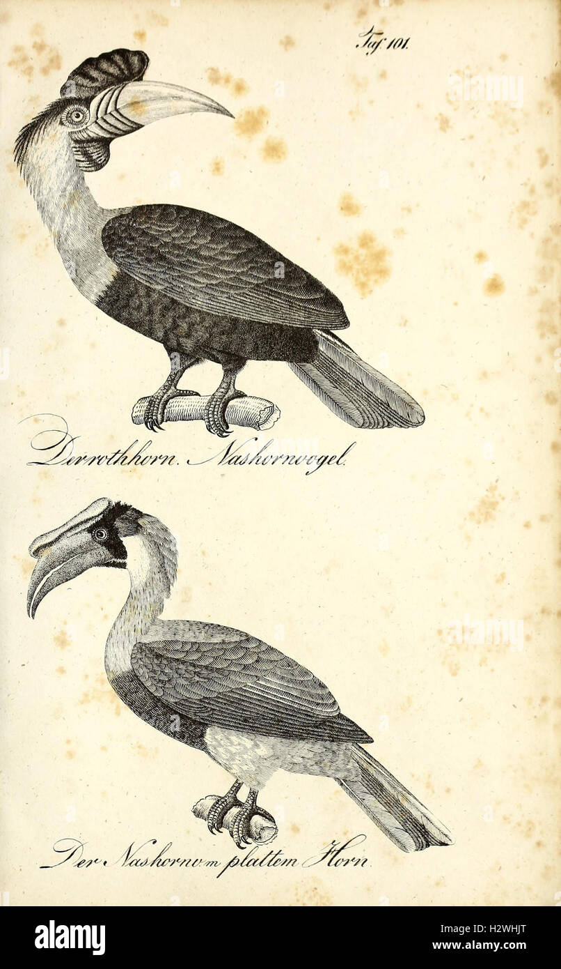 A detailed natural history illustrated with accurate depictions and ...