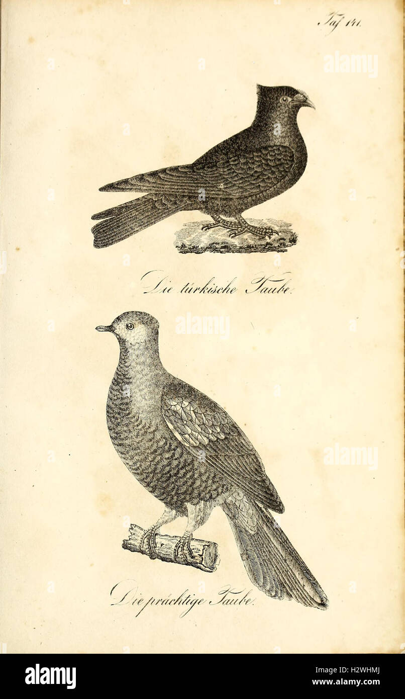 This German work provides detailed illustrations and descriptions of ...