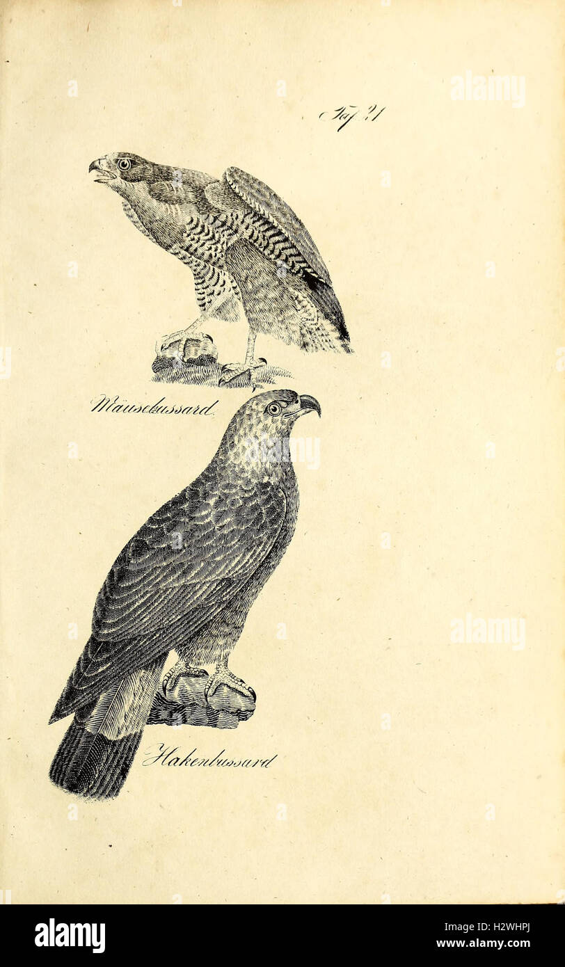 This work offers detailed illustrations and descriptions of natural ...