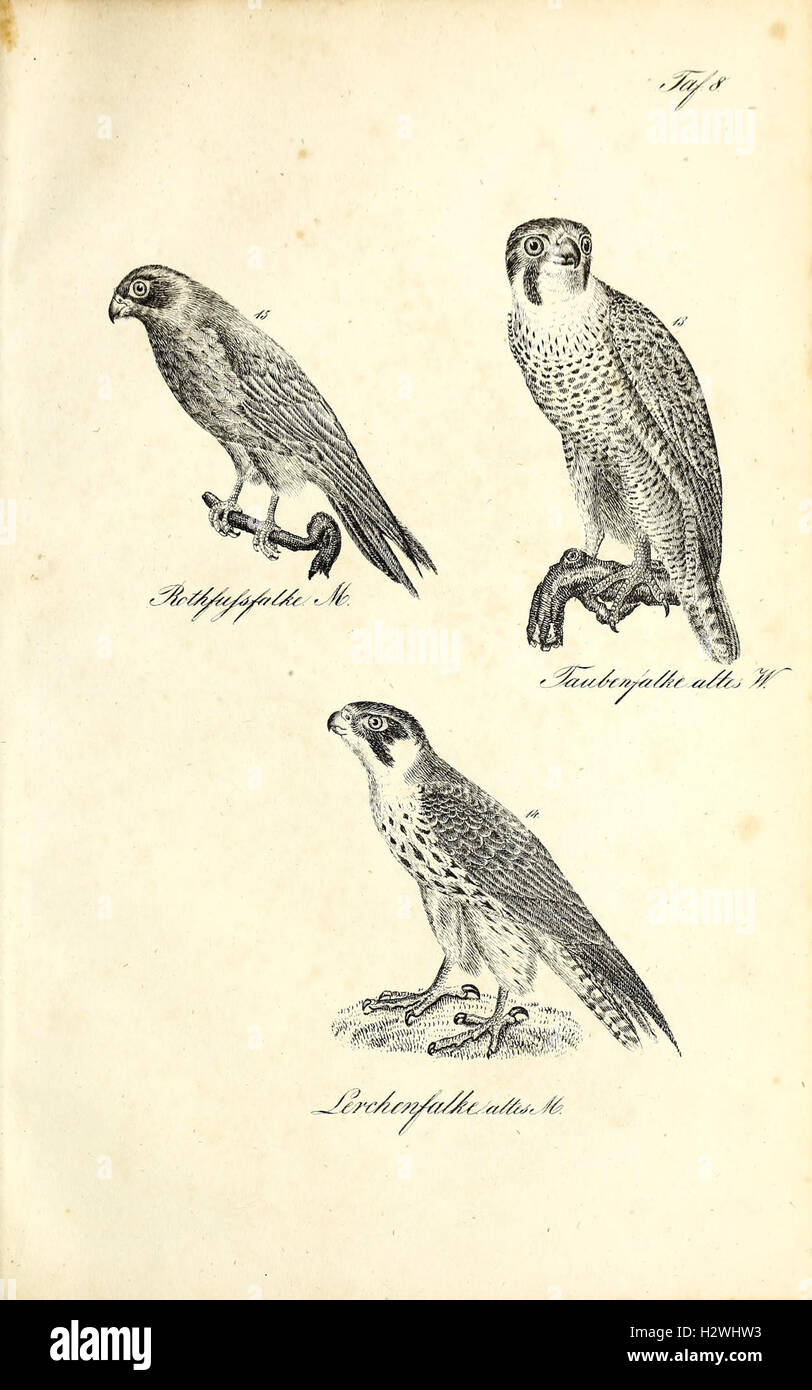 A natural history work featuring accurate illustrations and detailed ...