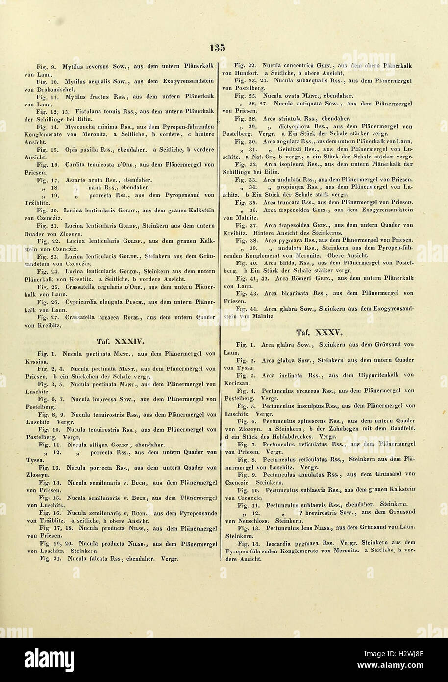 A study of fossils from the Bohemian Chalk Formation, focusing on the ...