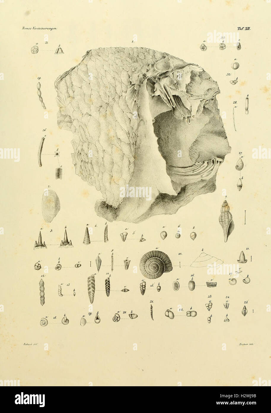 An in-depth study of the fossils from the Bohemian Chalk Formation ...
