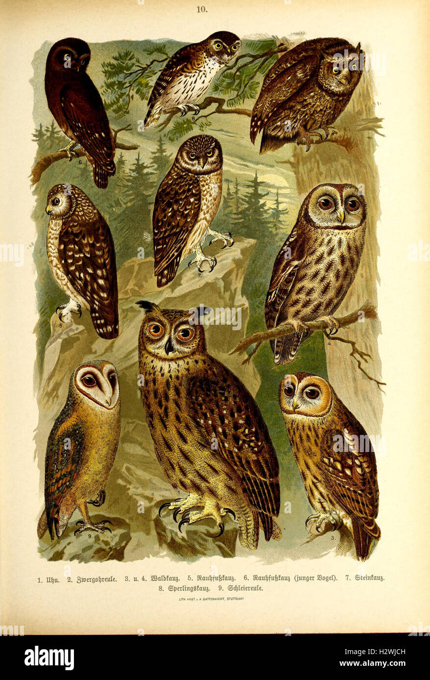 This German work presents detailed illustrations of European bird ...