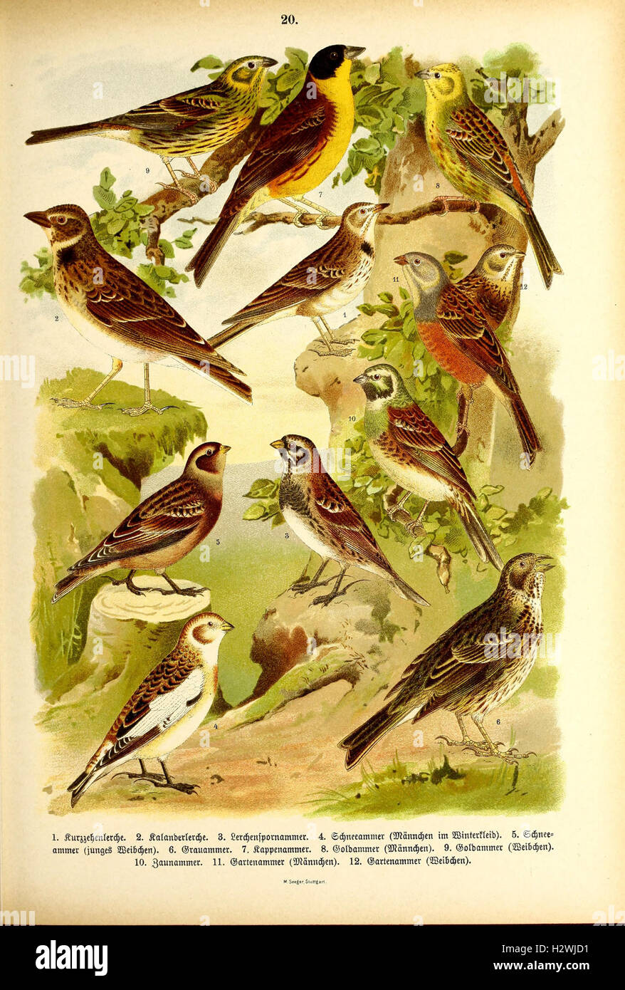 This plate from 'Die Vögel Europas' illustrates various bird species ...