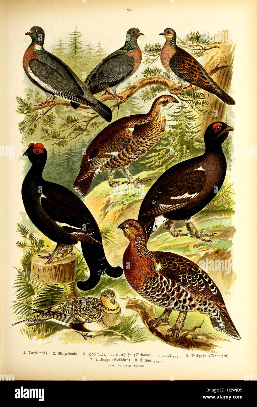 A detailed study of European bird species, focusing on their ...