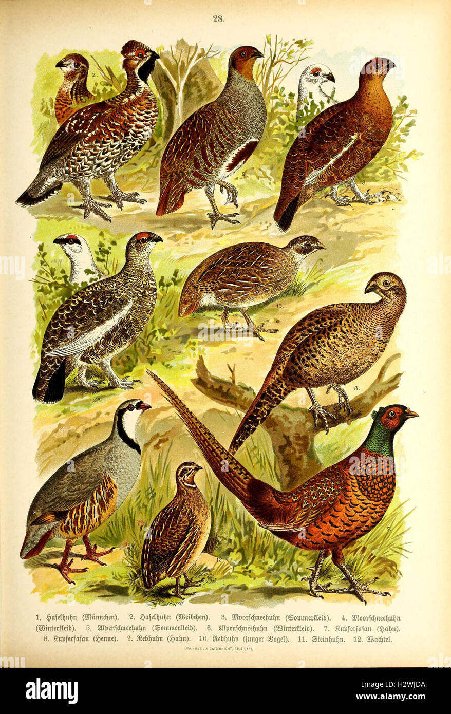 Die Vögel Europas focuses on the bird species of Europe. This specific ...