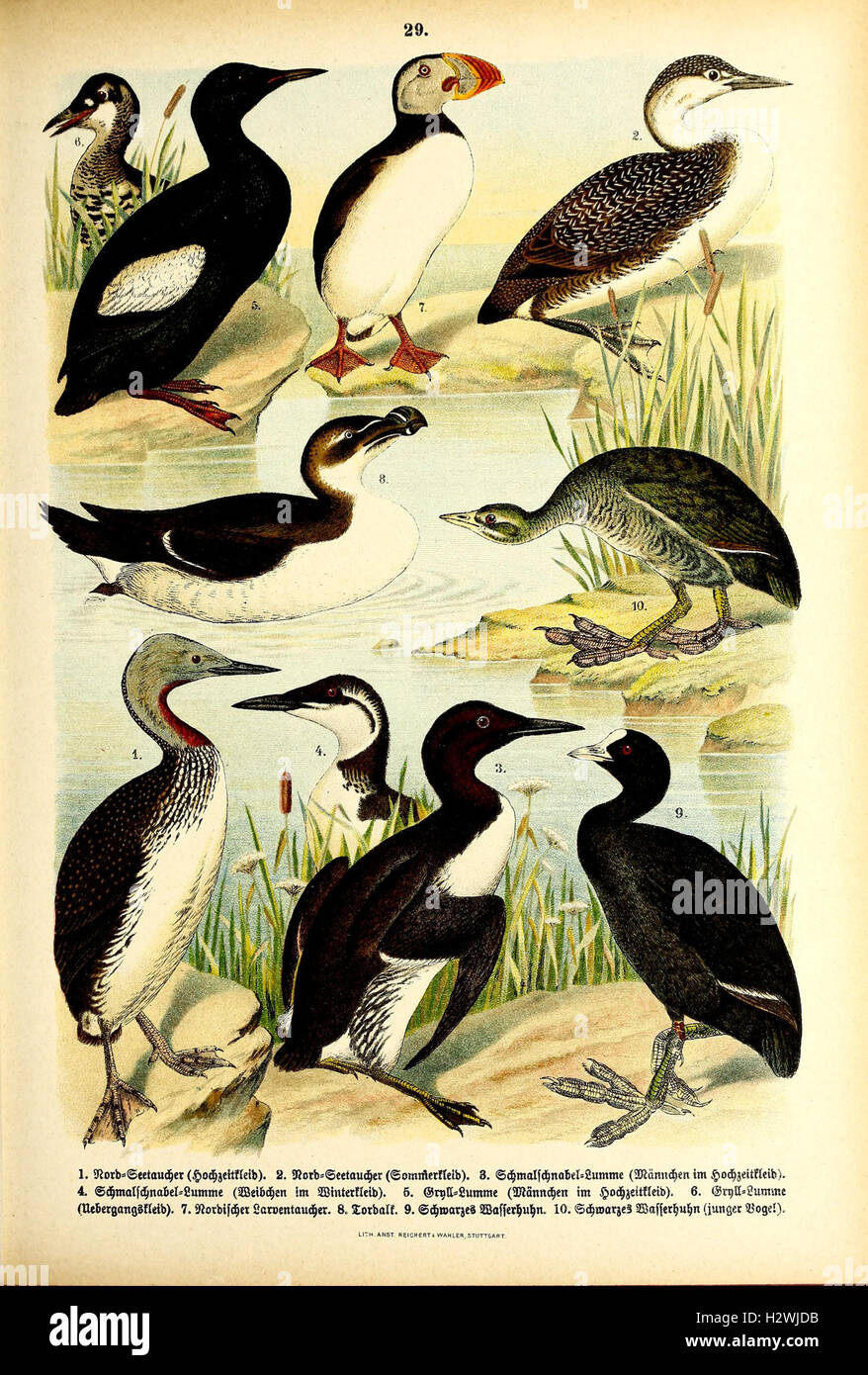 A detailed study of European bird species, illustrated in Plate 29 ...
