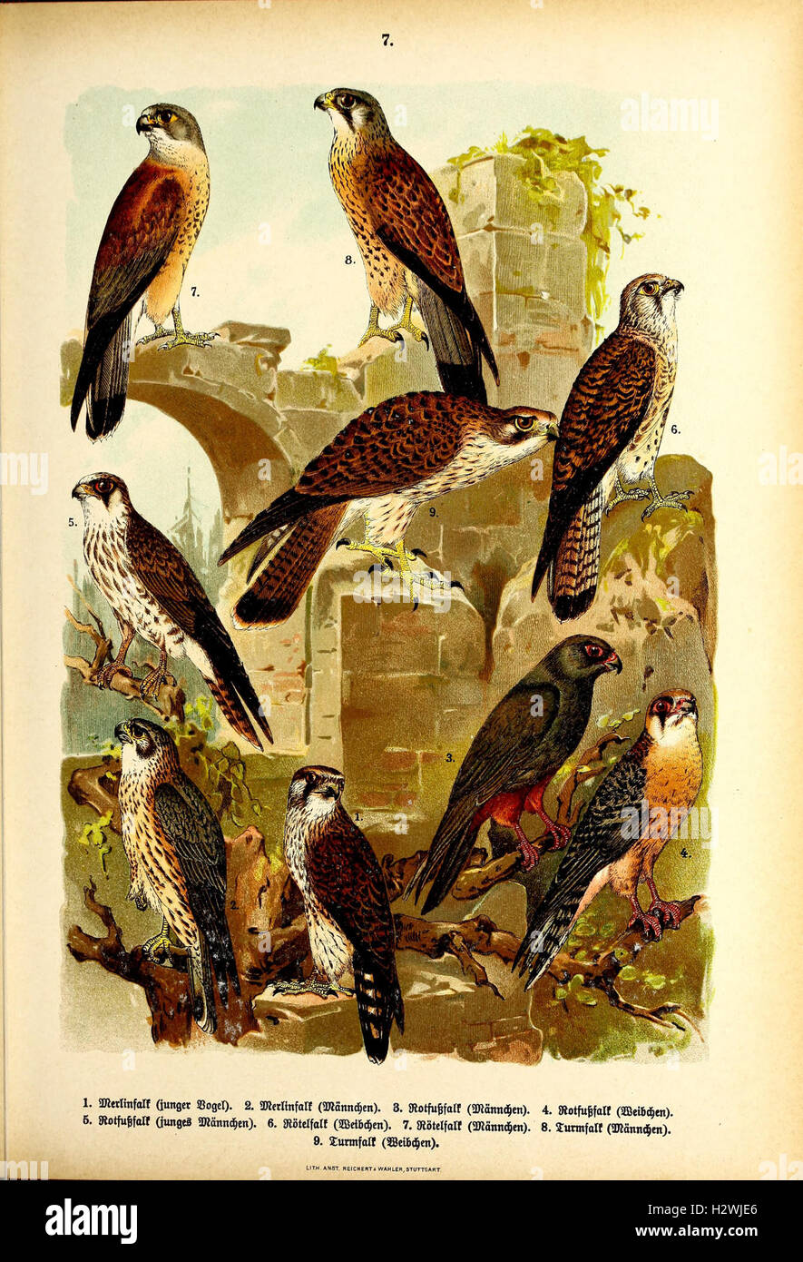 A detailed illustration of European bird species, providing visual ...