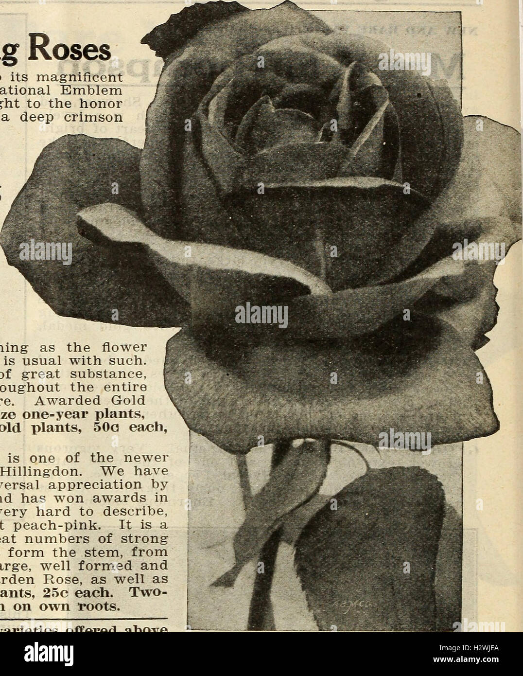This 1918 edition of the 'Dingee Guide to Rose Culture' serves as a ...