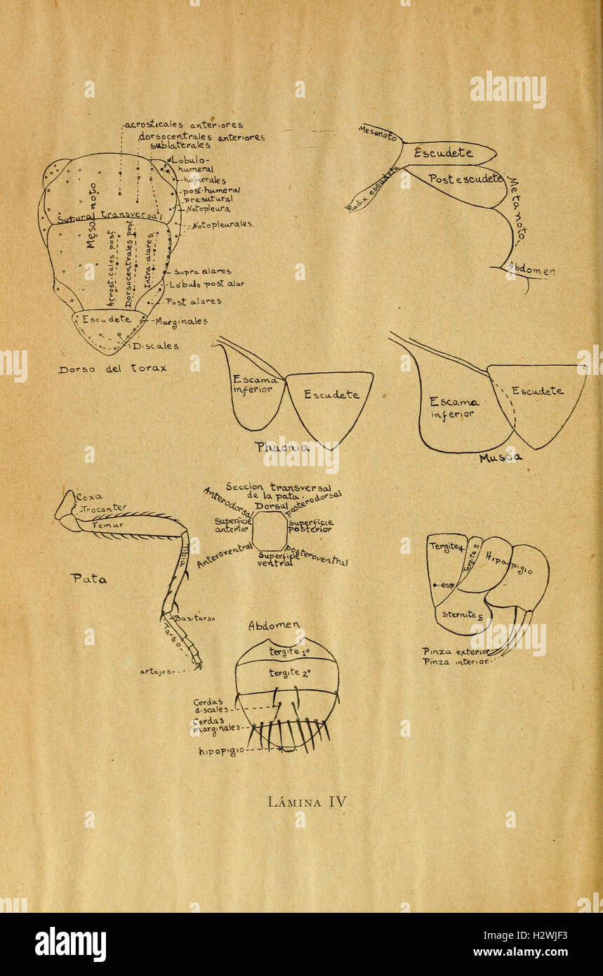 A taxonomic work focused on the Diptera (true flies) of Argentina ...