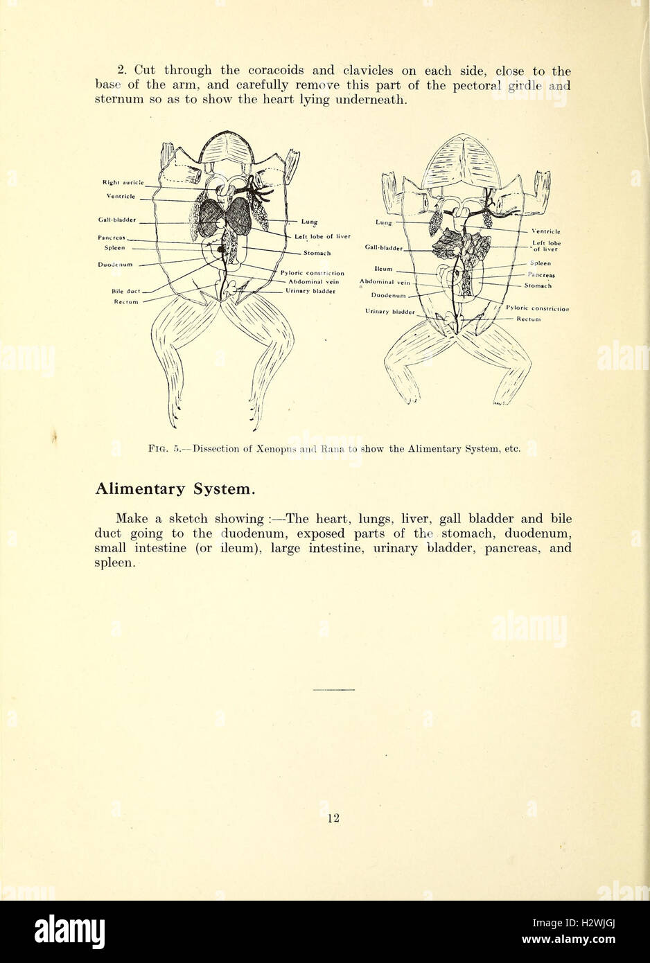 Dissection manuscript hi-res stock photography and images - Alamy