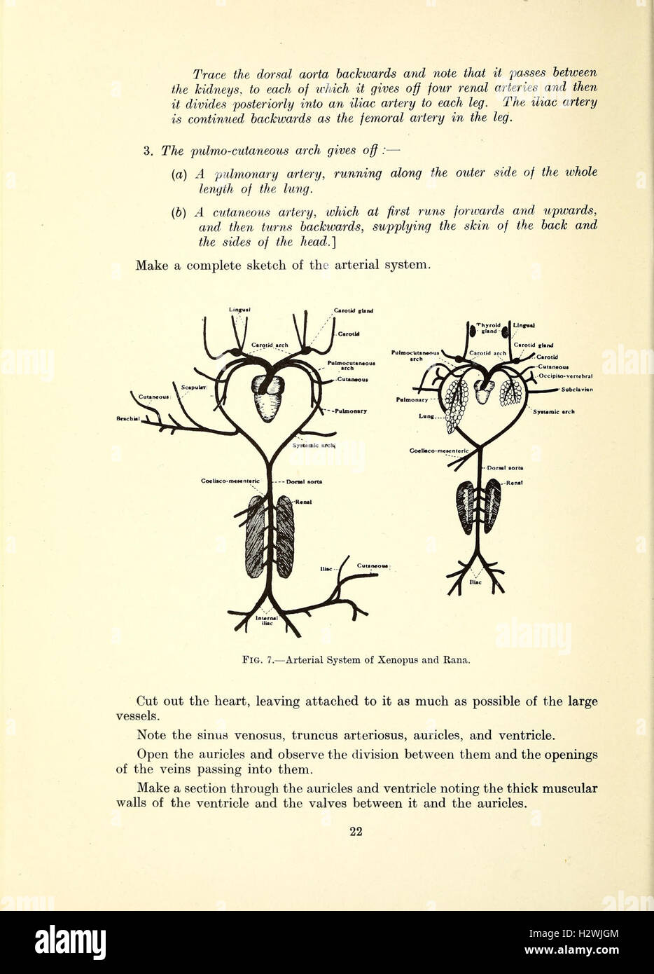Platana High Resolution Stock Photography and Images - Alamy