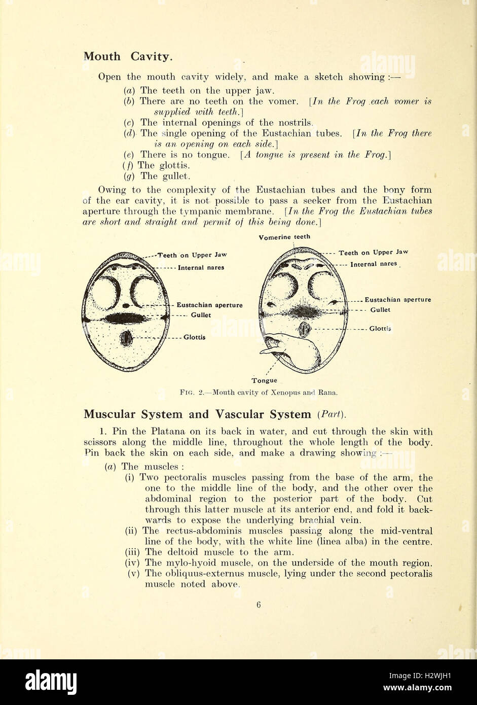 Platana High Resolution Stock Photography and Images - Alamy