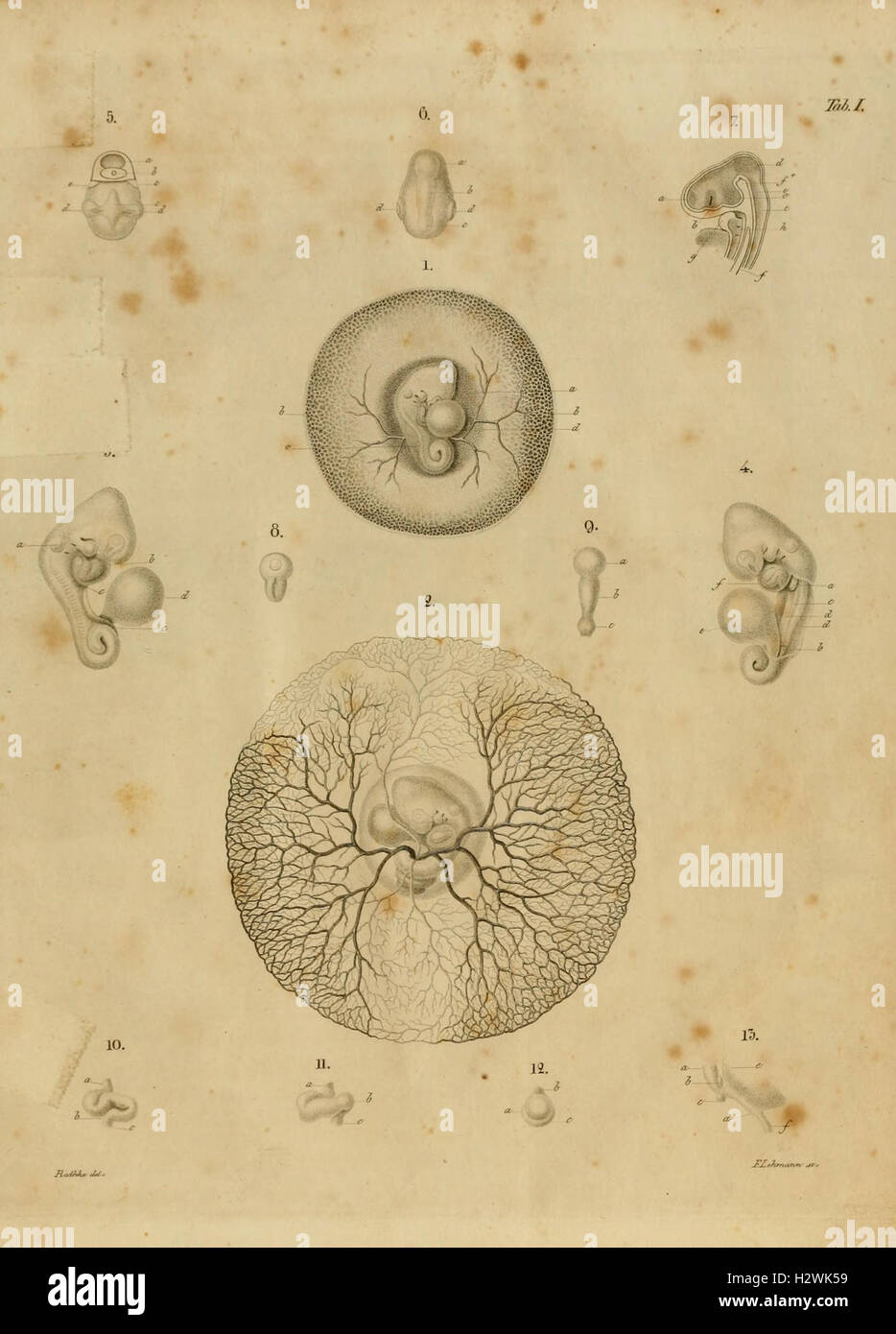 This work focuses on the developmental history of the grass snake ...