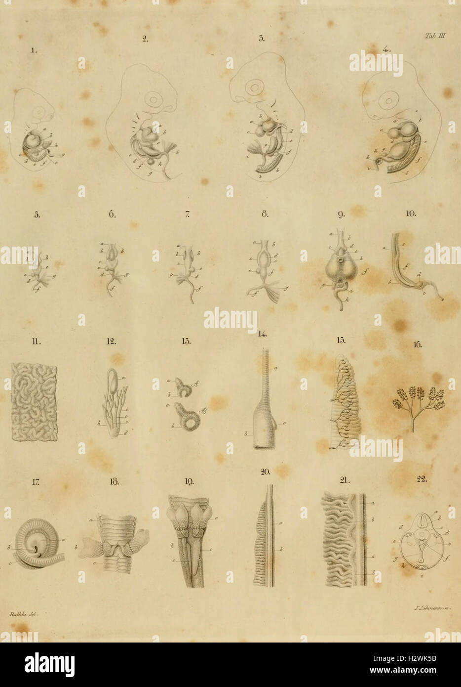 This plate depicts the developmental stages of the grass snake (Coluber ...