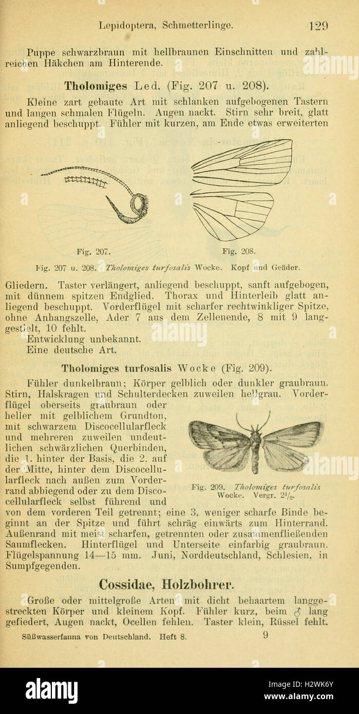 Ephemerida, Plecoptera, Lepidoptera (Page 129) BHL82 Stock Photo - Alamy
