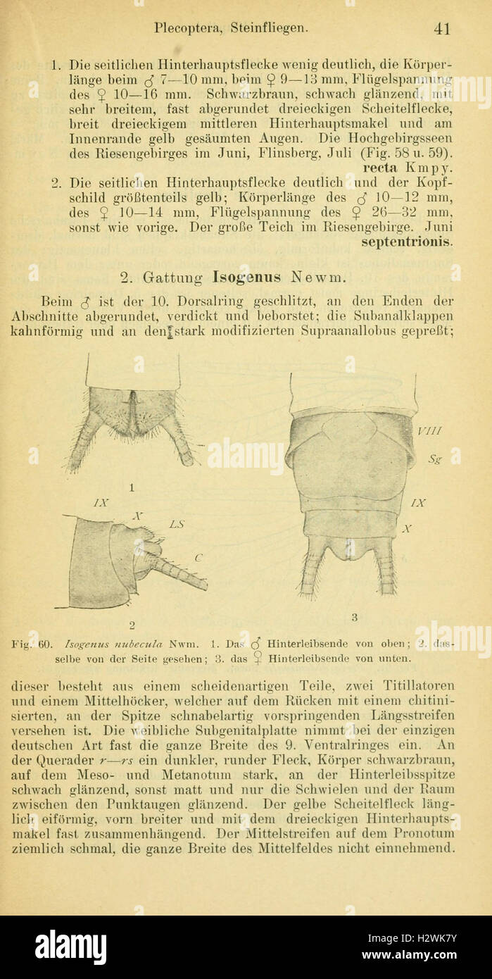 Ephemerida, Plecoptera, Lepidoptera (Page 41) BHL82 Stock Photo - Alamy