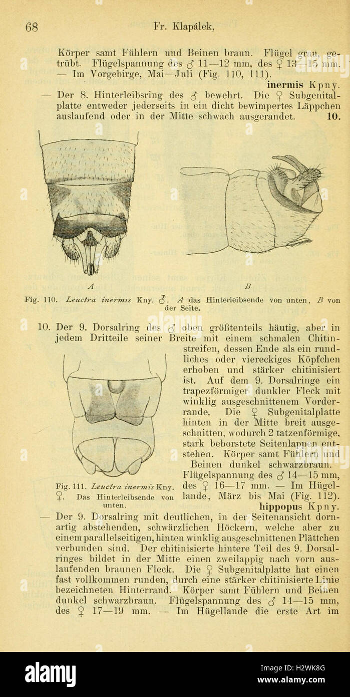 Ephemerida, Plecoptera, Lepidoptera (Page 68) BHL82 Stock Photo - Alamy