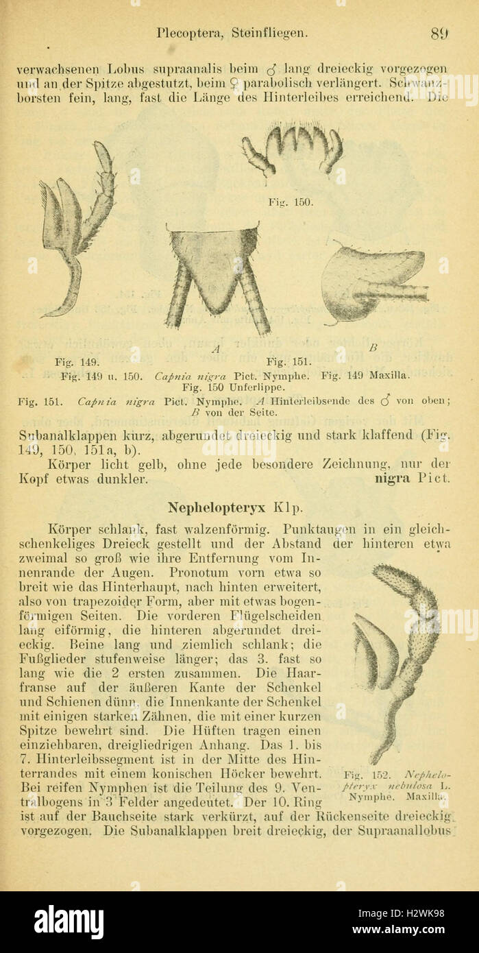 Ephemerida, Plecoptera, Lepidoptera (Page 89) BHL82 Stock Photo - Alamy