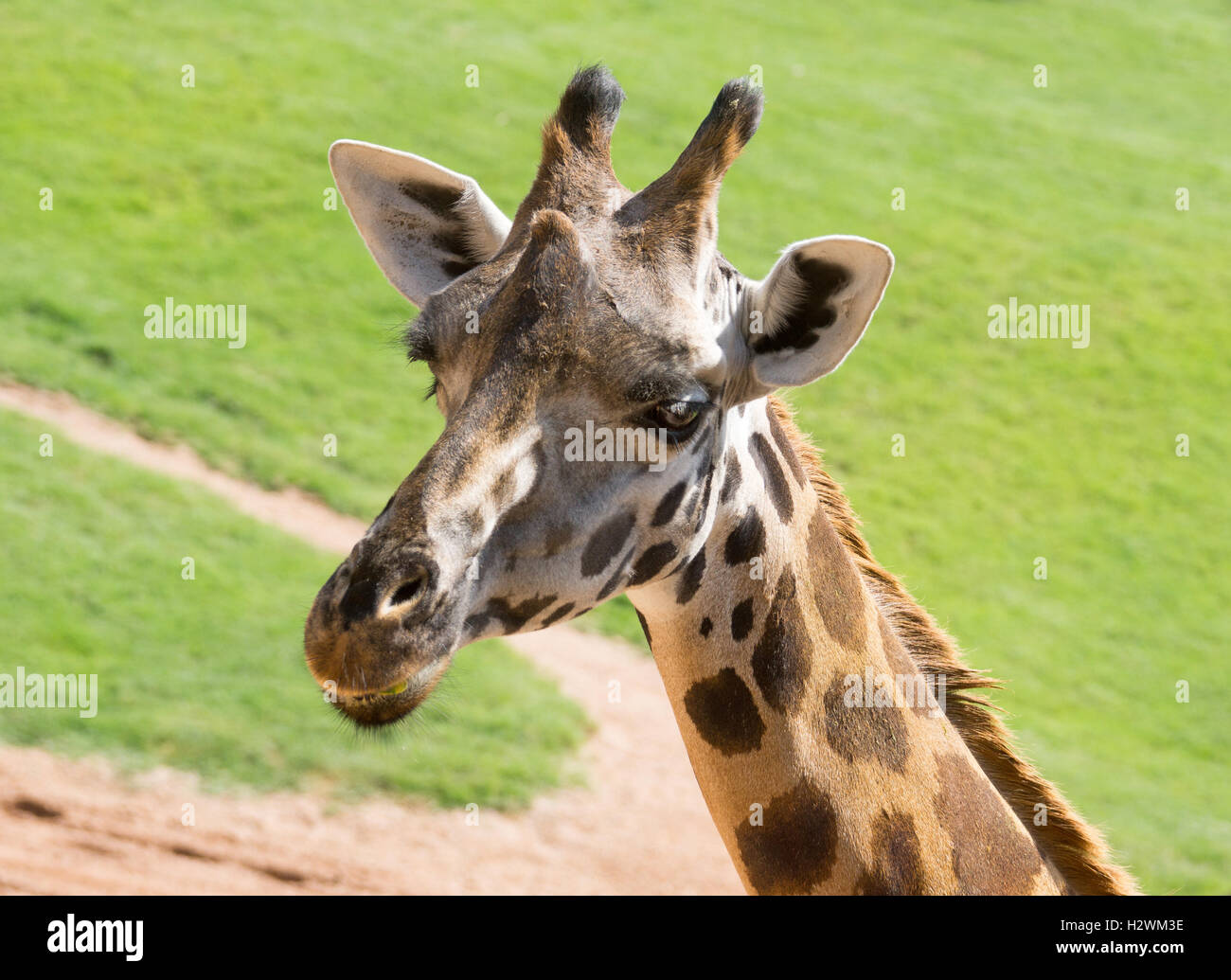 Head and neck of a giraffe hi-res stock photography and images - Alamy