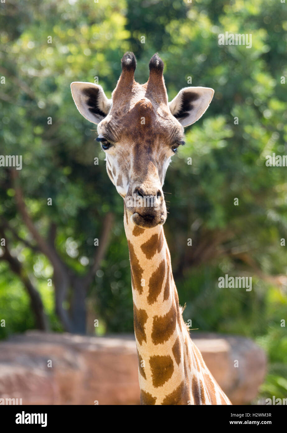 Head and neck of a giraffe hi-res stock photography and images - Alamy