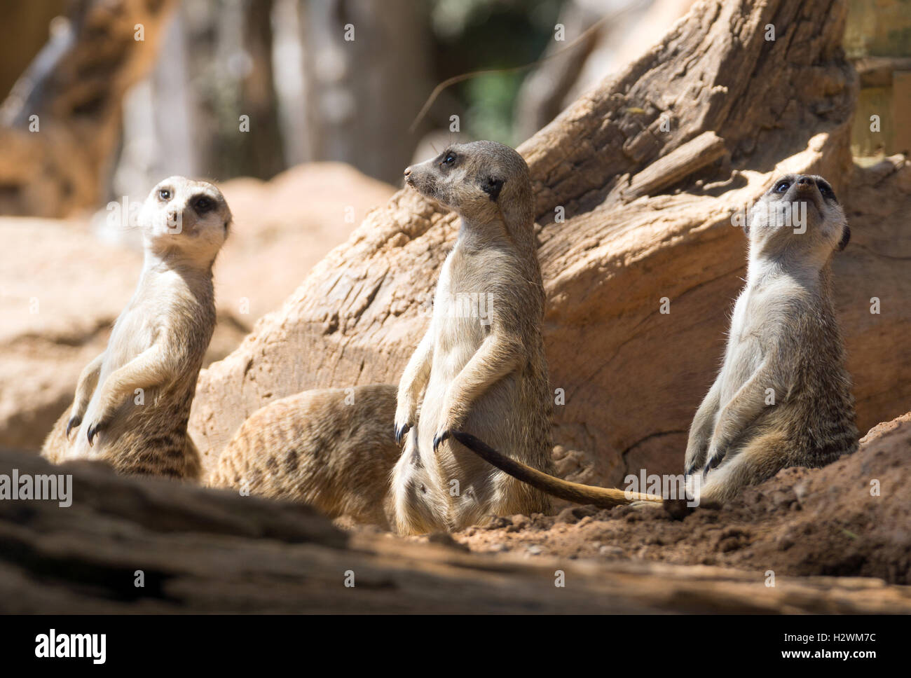 Standing pose hi-res stock photography and images - Alamy