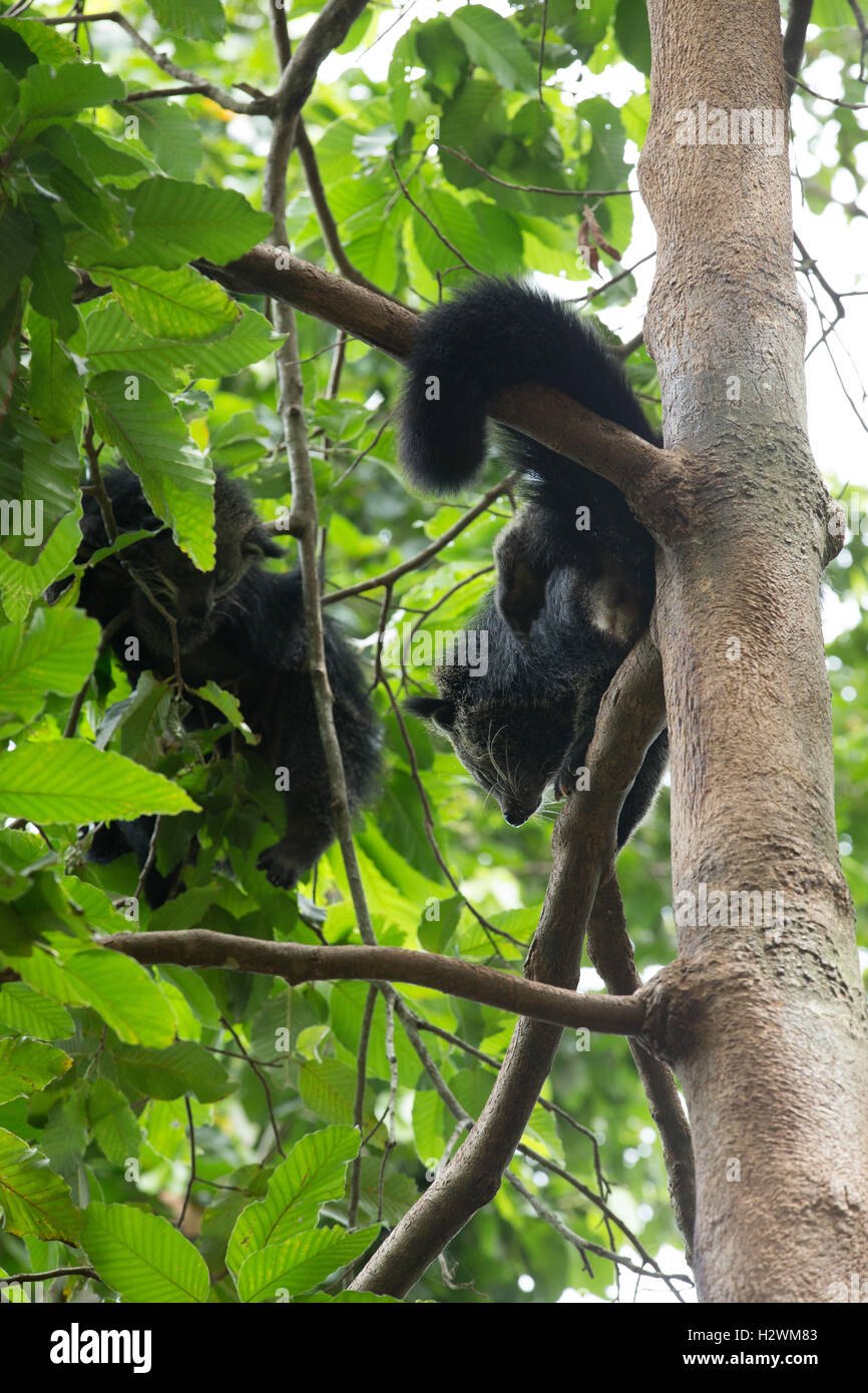 Black binturong hi-res stock photography and images - Alamy