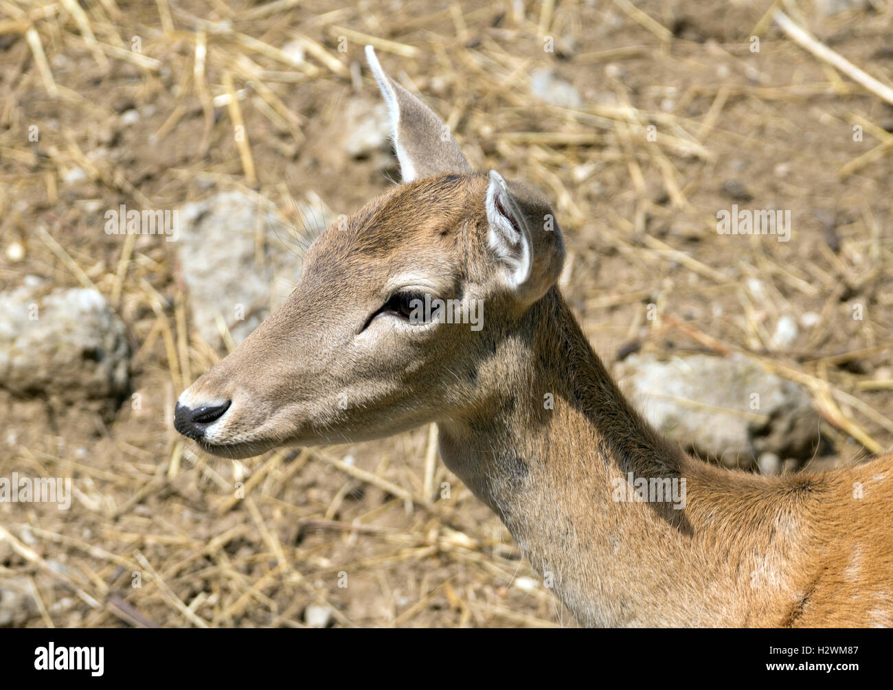 Deer head hi-res stock photography and images - Alamy