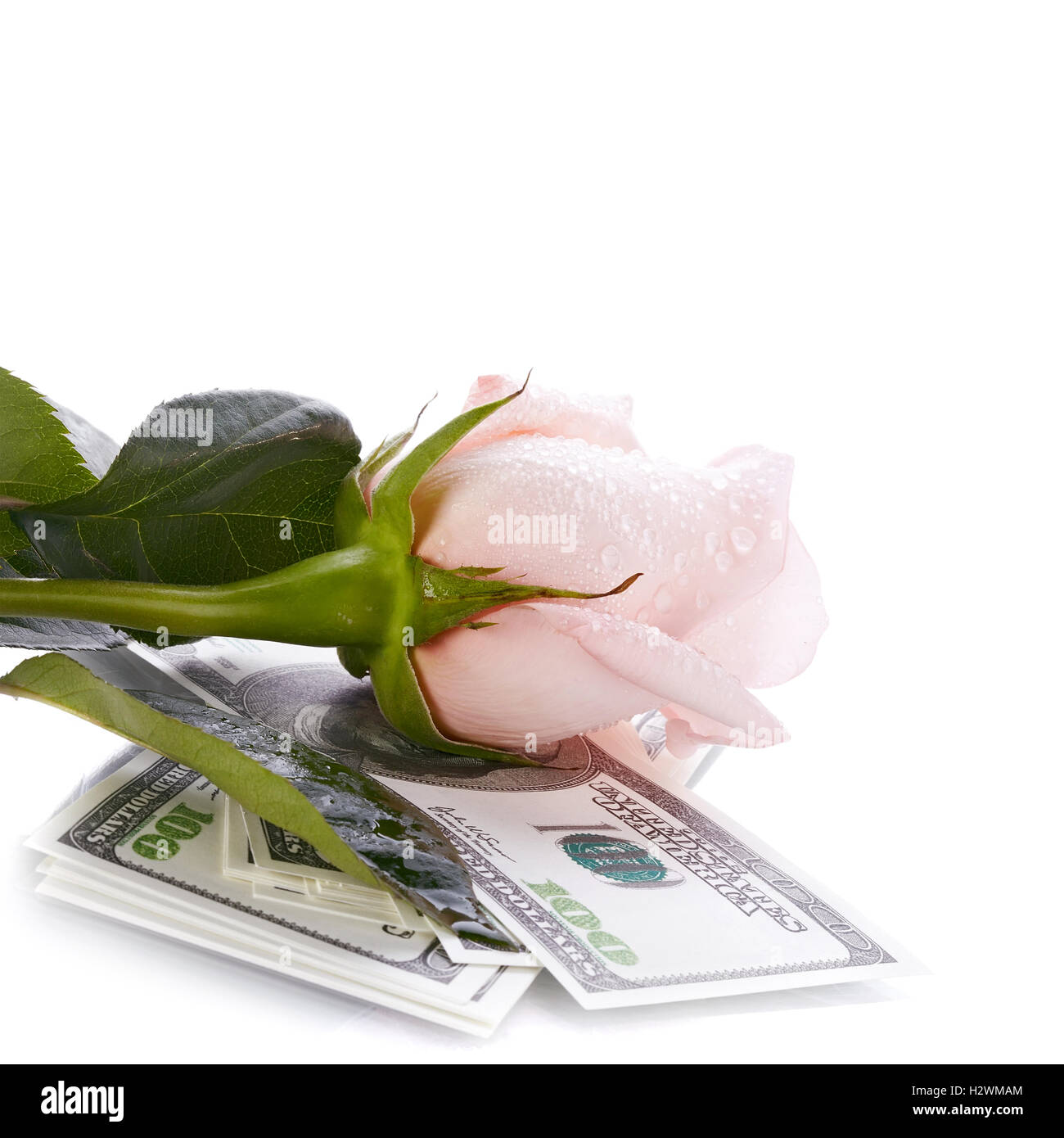 Pink rose flower and money Stock Photo - Alamy