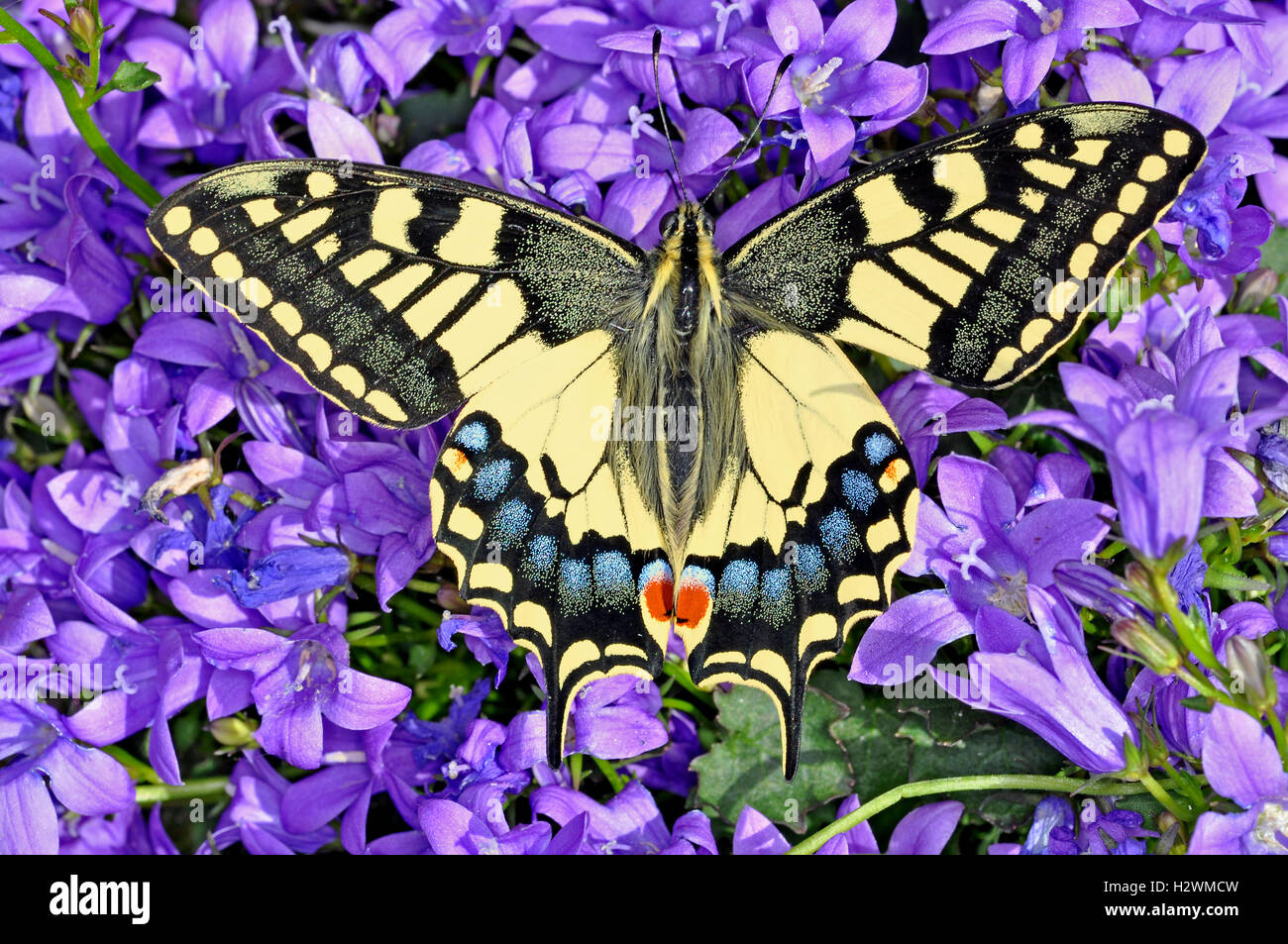 English Swallowtail Butterfly on purple flowers (Papilio machaon ...