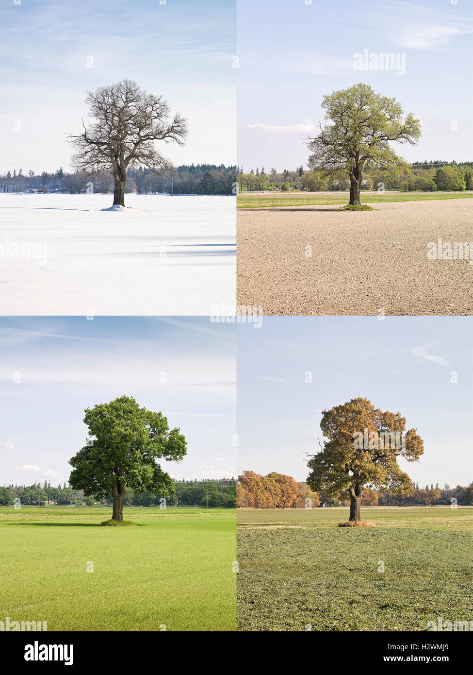 Four seasons tree hi-res stock photography and images - Alamy