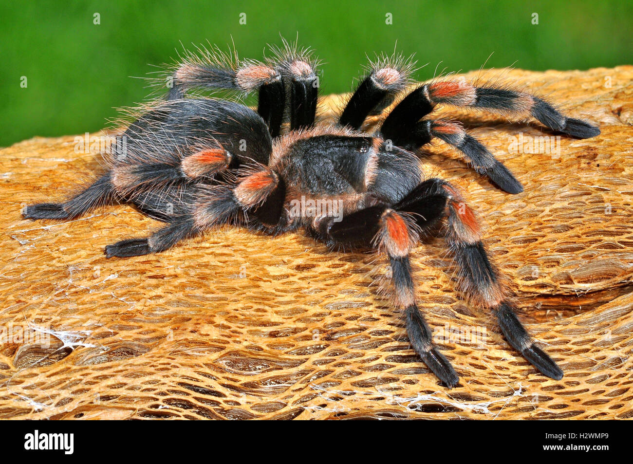 Mexican Red Knee Tarantula Brachypelma smithi Stock Photo - Alamy