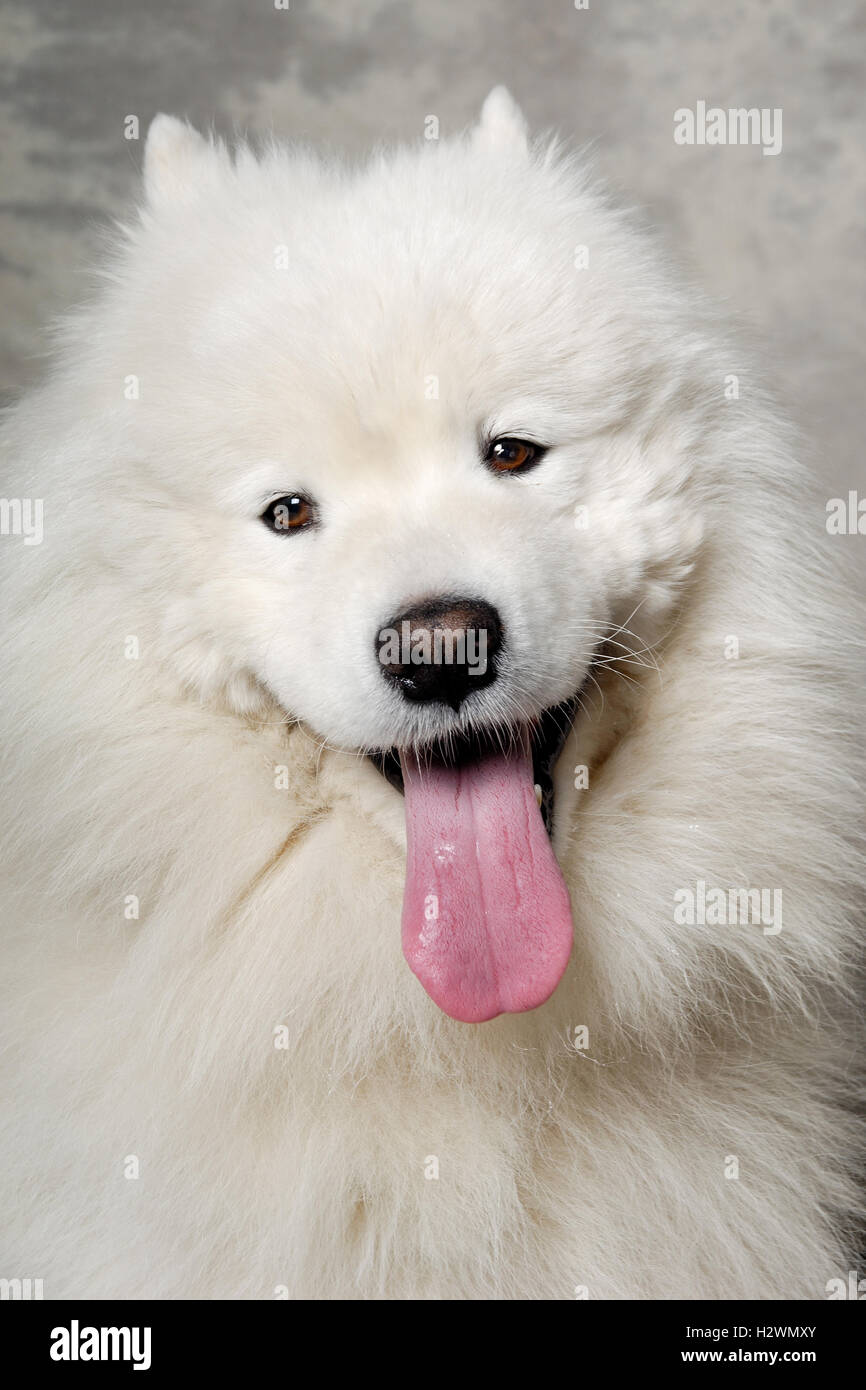Face of samoyed dog Stock Photo - Alamy