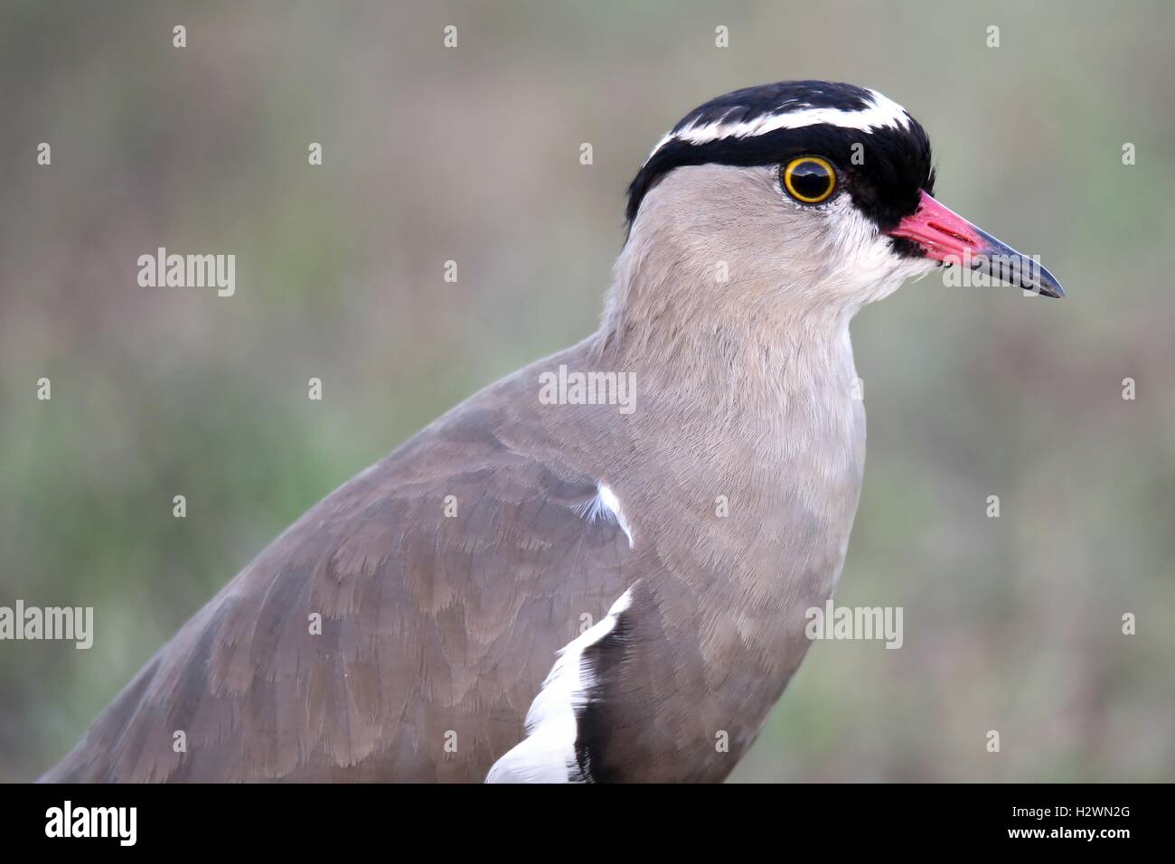 Crowned Plover Bird Stock Photo - Alamy