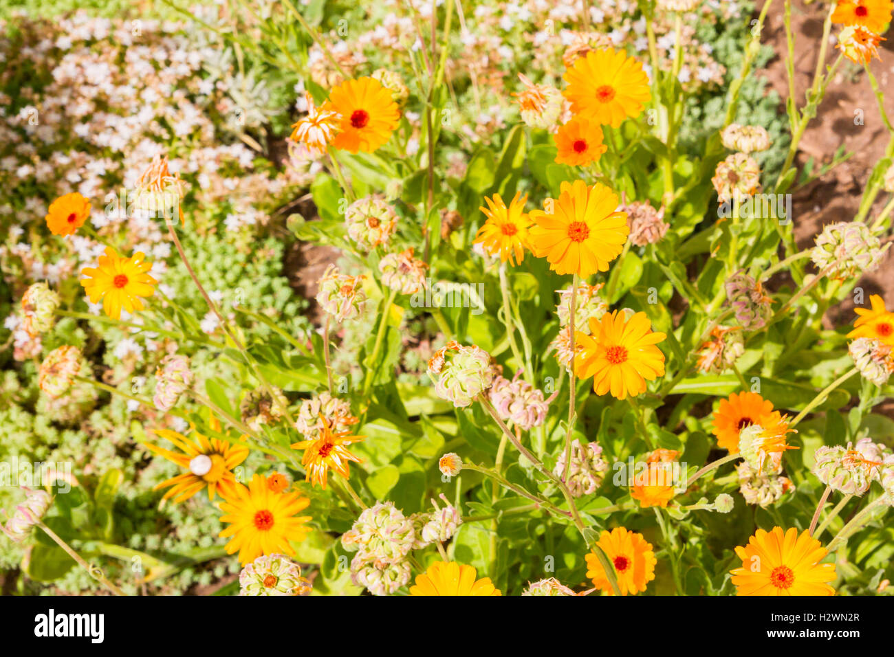 Beautiful flowers outside in the flowerbed Stock Photo - Alamy