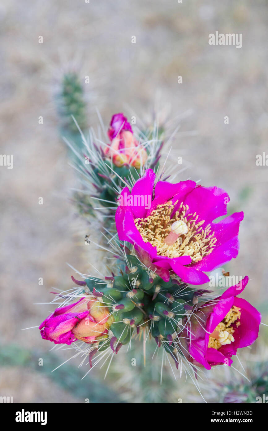 Blooming cactus with purple flower Stock Photo - Alamy